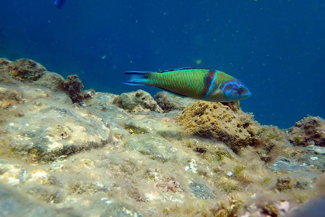 Snorkeling Excursion in Tabarca Island - Overview of the Snorkeling Excursion