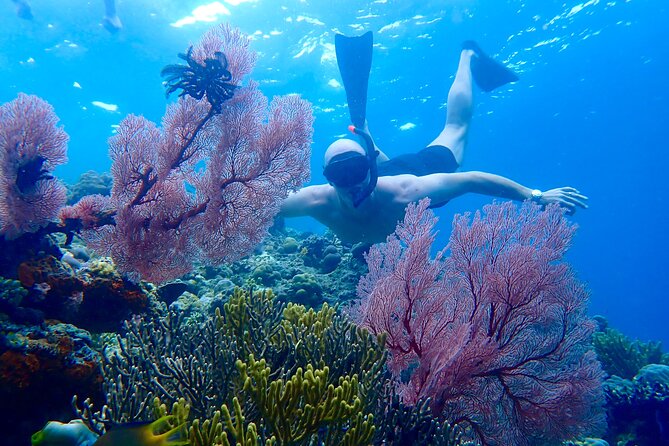 Snorkeling in Menjangan Island with Pickup and Lunch - Introduction: Why Snorkeling at Menjangan Island Is Worth Considering