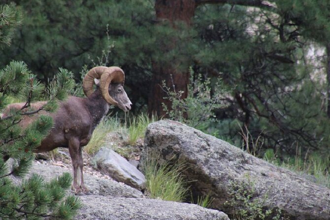 The Rocky Mountain National Park Safari Tour - The Itinerary Breakdown