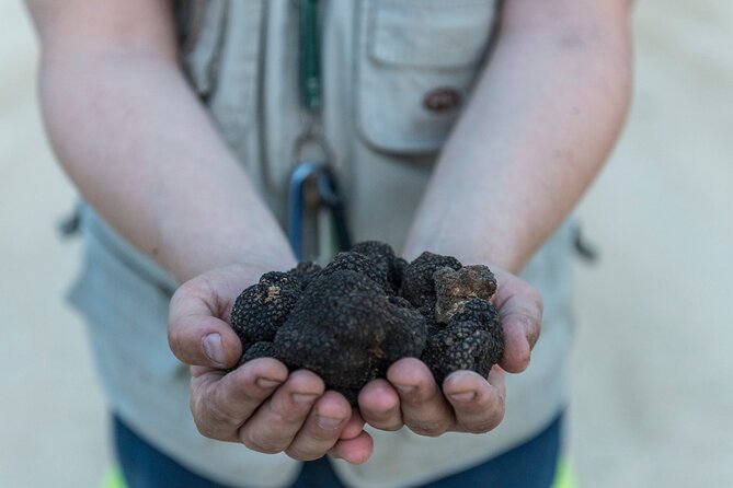 Truffle Lunch & Hunting Experience in San Gimignano - About Your Stay