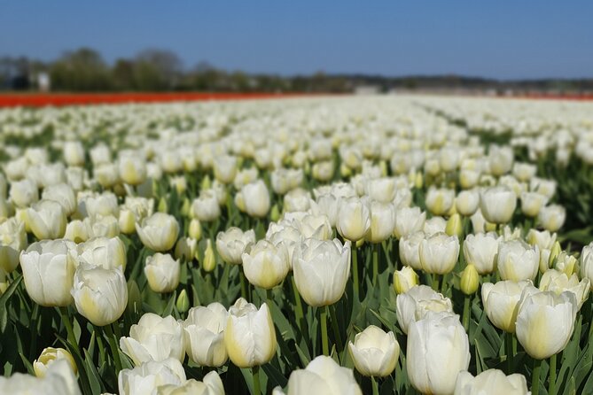 Tulipfields of Holland Tour - Overview of the TulipFields of Holland Tour