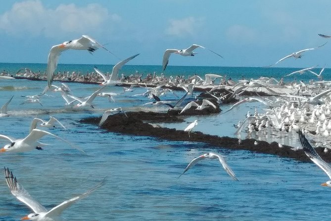 Two-Hour Everglades National Park Dolphin, Birding and Wildlife Boat Tour - Tour Overview