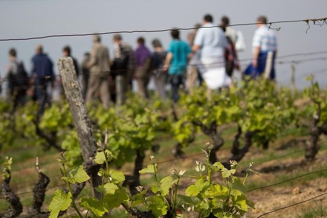Vouvray Vineyard Tour Review: An Unforgettable Experience - About Your Stay