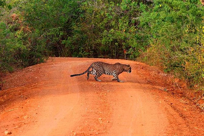 Yala Safari Day Trip from Bentota/ Kalutara/ Ahungalla/ Hikkaduwa - Key Points