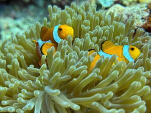 Bantayan Island: Intro Freediving Experience