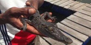 Bentota: swampboat Ride Through Mangrove Forest