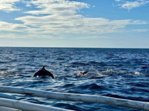 Bohol PAMILACAN Island Turtle & Dolphin Watching