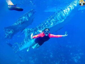 Cebu: Oslob Whale Sharks & Kawasan Canyoneering Group Tour