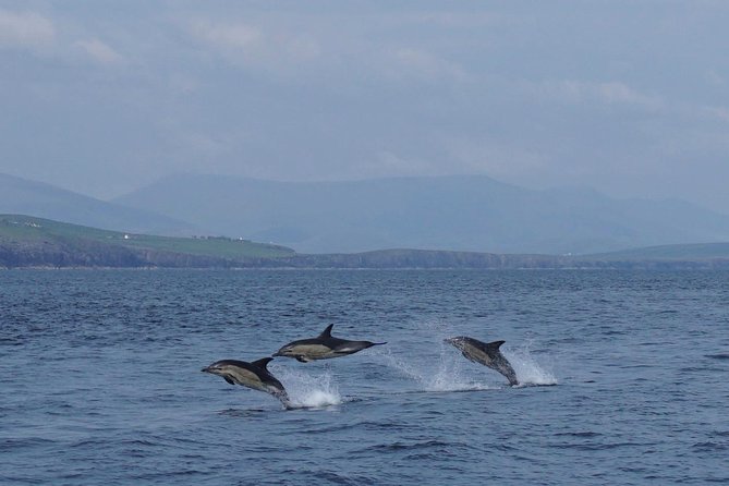 Dingle Boat Tours RIB Adventure Private - What Travelers Say: Authentic Experiences and Expert Guides