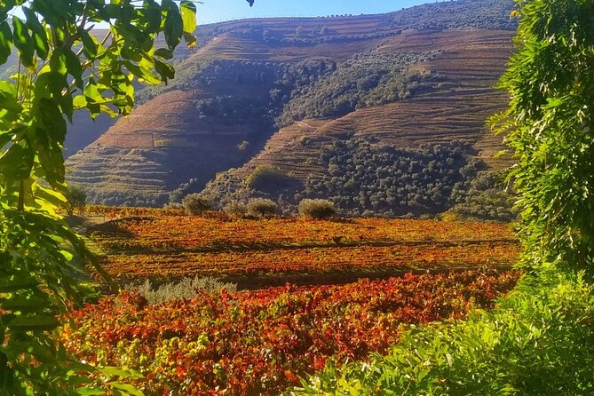 Douro Valley Prime Tour: Wine Tastings, Boat and Lunch from Porto
