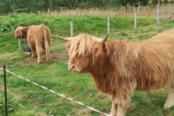 Invergordon Shore Excursion Cawdor Castle Battlefield Clavacairns - FAQ