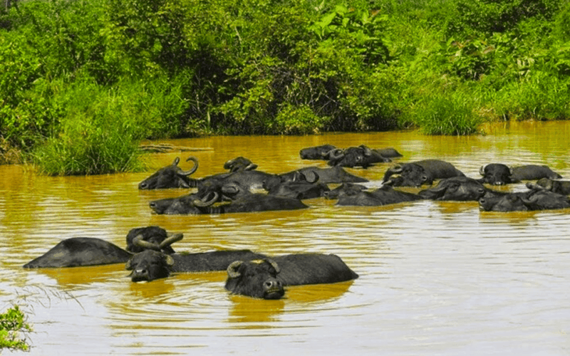 Jeep Safari to Udawalawa National Park from Colombo - The Sum Up: Who Should Book This Experience?
