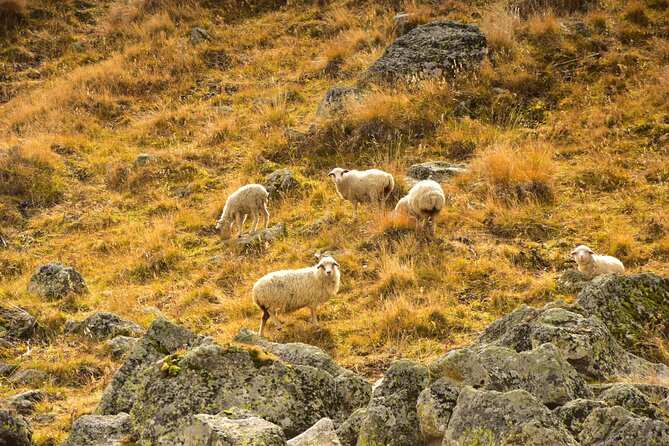 Kazbegi - One Day Trekking Private Tour to Angel Mountain 3096 m - What’s Included and What’s Not