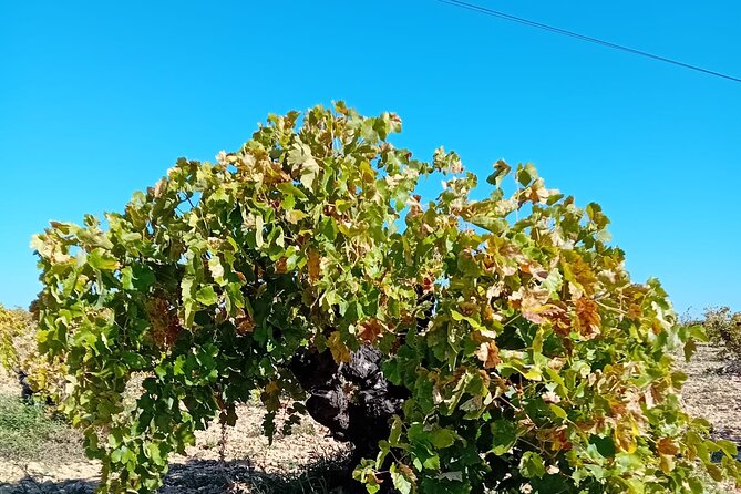 Madrid Wine Tour: Visit Two Wineries with Tastings - Who Will Love This Tour?