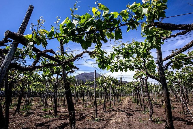 Mount Vesuvius & Wine Tasting with Lunch Private Tour from Amalfi Coast - Why This Tour Offers Good Value