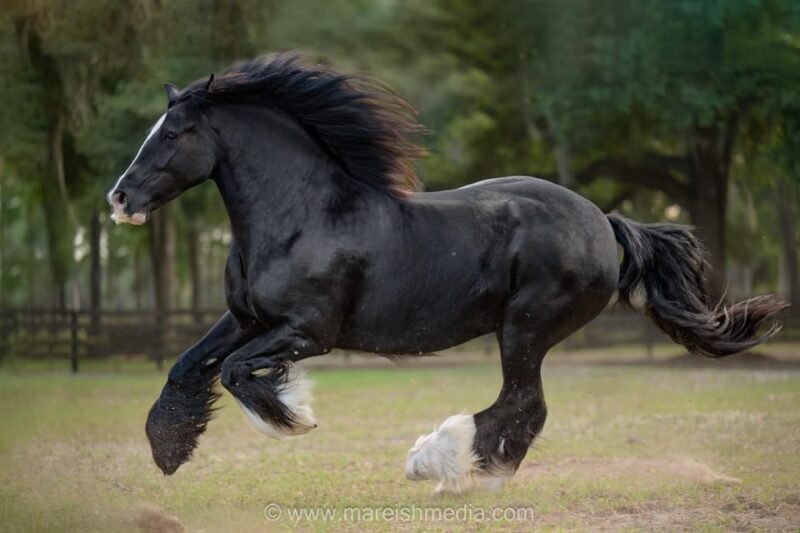 Ocala: Gypsy Gold Horse Farm Horses & History Tour - What to Expect and What Not to Expect