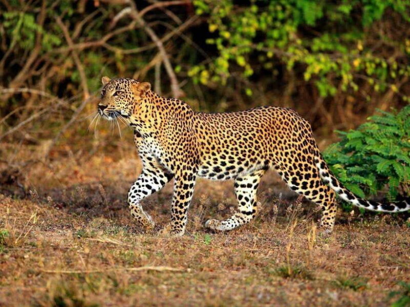 Private Half-Day Safari at Yala National Park - The Practical Aspects