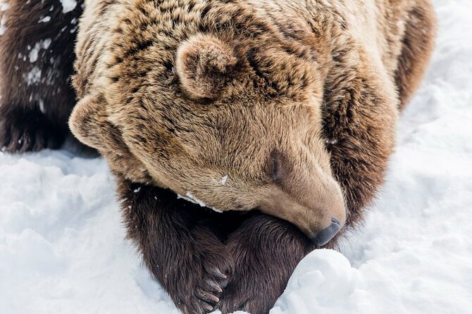 Ranua Zoo Family Tour from Rovaniemi - The Experience at Your Own Pace