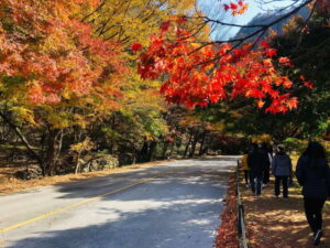 Seoul: Autumn Foliage - Mt. Naejang + Jeonju Hanok Village