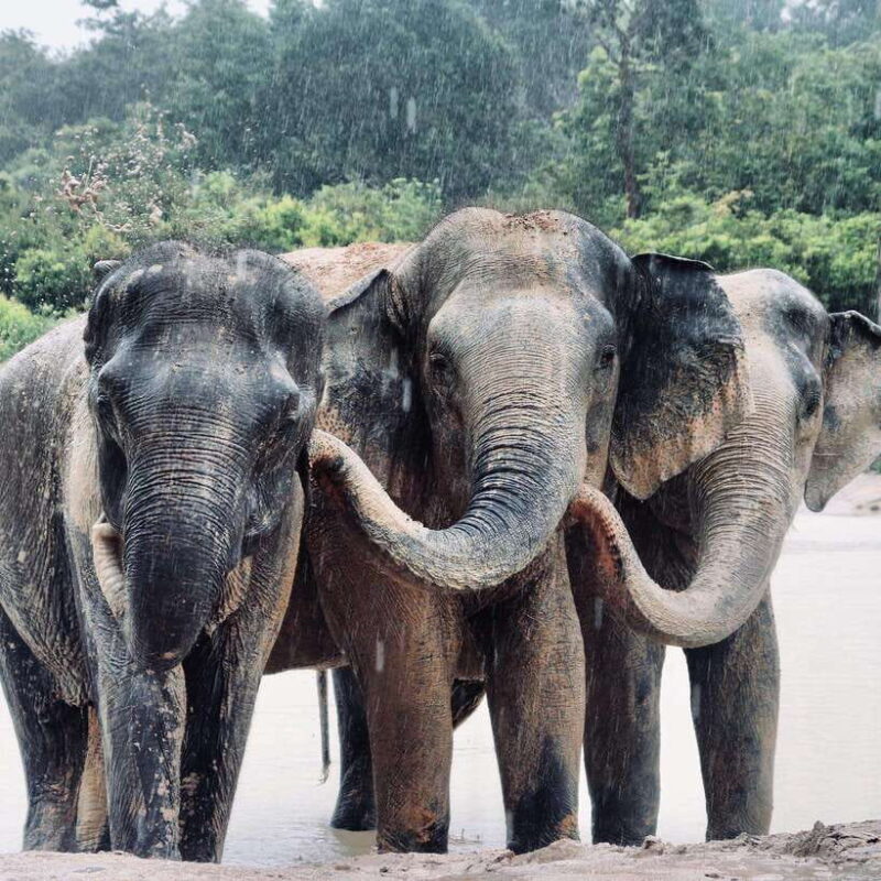Siem Reap: Kulen Elephant Forest & Tonlesap Lake - Authentic Insights from Travelers