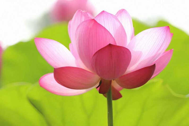 Siem Reap Lotus Silk Farm Tour with Pick Up downtown - Who Should Consider This Tour?