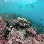 Siquijor: Freediving Adventure with Lunch and Beach Time