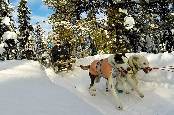 Sit Down Husky Ride Dog Sled Tour in Kiruna