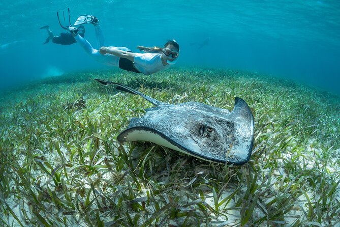 Snorkel Rental 24h, discover Tenerifes Ocean on your own! - The Sum Up