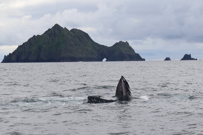 The Great Blasket Island Experience - Premium Tour - The Experience on the Water and Land