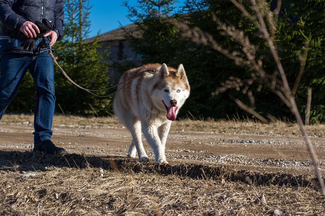 Tour to Husky Park with Cani-Cross Hike - Analyzing the Value
