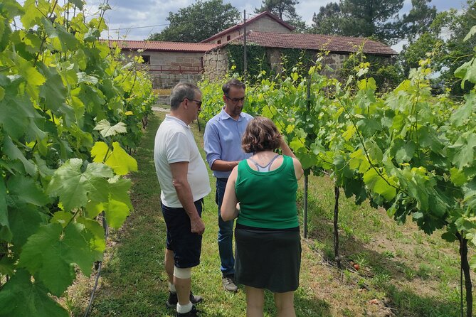 Vinho Verde 2 Wineries + Cultural Guimarães - Private/from Porto - The Wine Tasting Experience: A Journey Through Portugal’s Vinho Verde