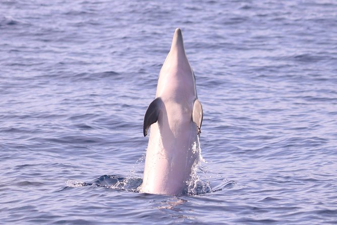 Whale and Dolphin Watching in Calheta, Madeira Island - The Search for Cetaceans