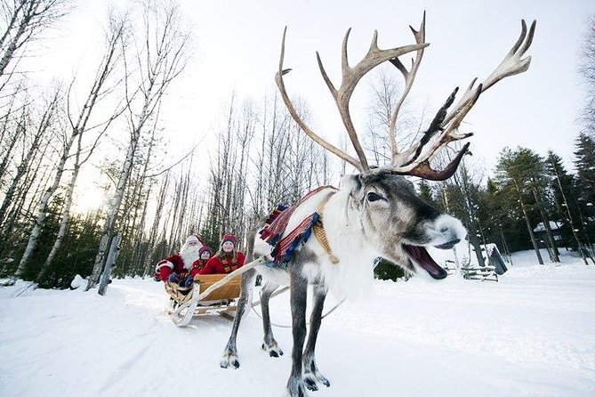 Wild Reindeers Safari + Lunch in Glass Igloo (private service)