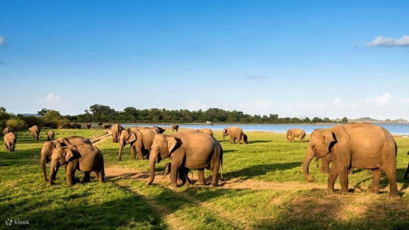 Wildlife Sri Lanka: 10-Day All-Inclusive Tour - Practical Tips for Travelers