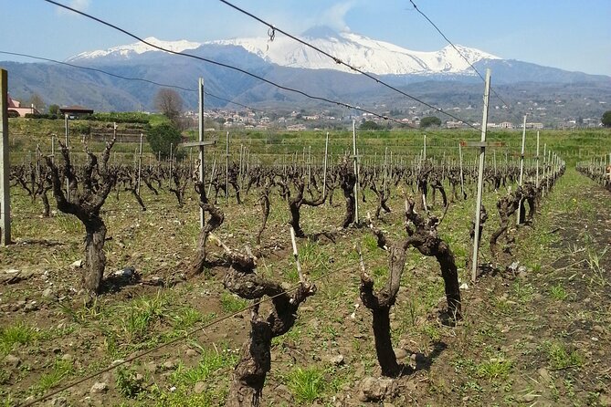 Wine and Lunch Tour - Practical Tips for Potential Participants