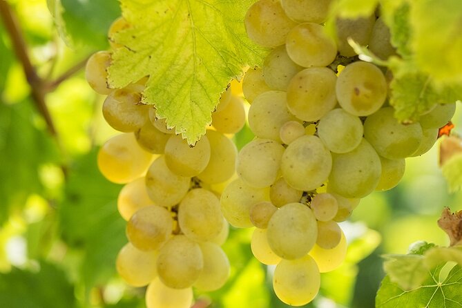 Wine Tour, discovering the famous Setúbal Moscatel - Stop 3: José Maria da Fonseca Winery
