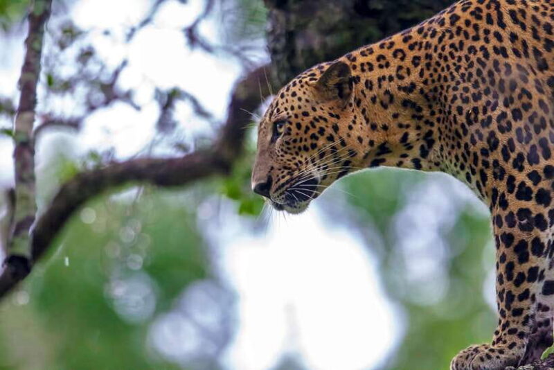 Yala National Park Half or Full-Day Safari - Practical Tips for Your Safari