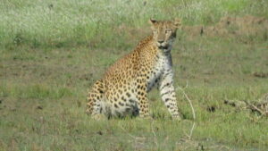 Yala National Park Jeep Safari: Leopards, Elephants & Wild