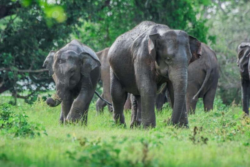 2 days Sri Lanka: All-inclusive tour to Ella and Yala with 4-star hotel - An Honest Look at the 2-Day Sri Lanka Tour to Ella and Yala