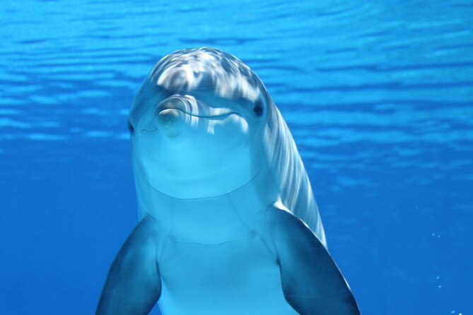 2-Hour Dolphin Sunset Tour from Giardini Naxos - Key Points