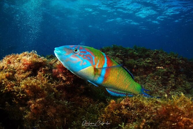 2 Hours Guided Snorkeling Tour in Playa Chica - Key Points