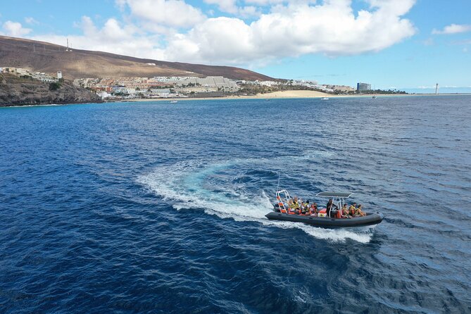 1.5-Hour Dolphin and Whale Watching Tour - Who Will Love This Tour?