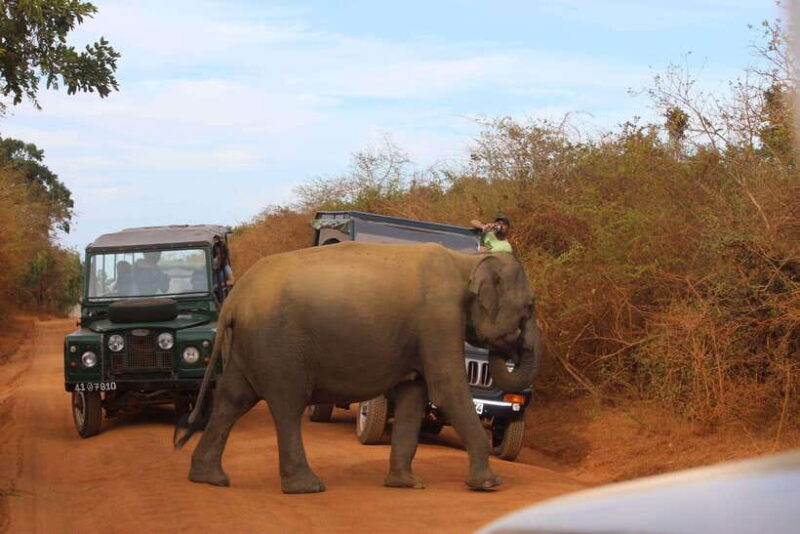10-Day Wild Life Sri Lanka Tour - Why This Tour Works for Travelers