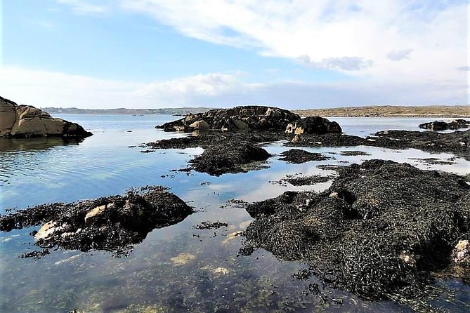 Abalone farm tour and tasting with coastal seaweed walk. Guided. 2 hours - Practical Tips for Future Participants