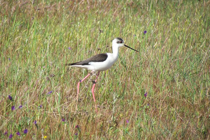 Afternoon birdwatching at Lagoa dos Salgados - FAQ