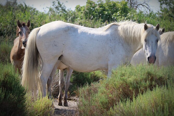 Aigues Mortes: 4x4 photo safari in the Camargue - Who Will Love This Tour?