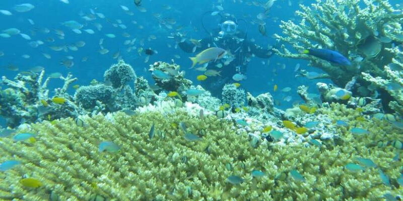 All Include Fun Dive At Menjangan Island - The Itinerary: What to Expect