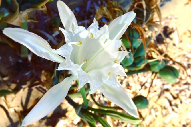 Amazing Beach Hike Experience Of Paros - The Authentic Paros Experience: Beyond the Beach