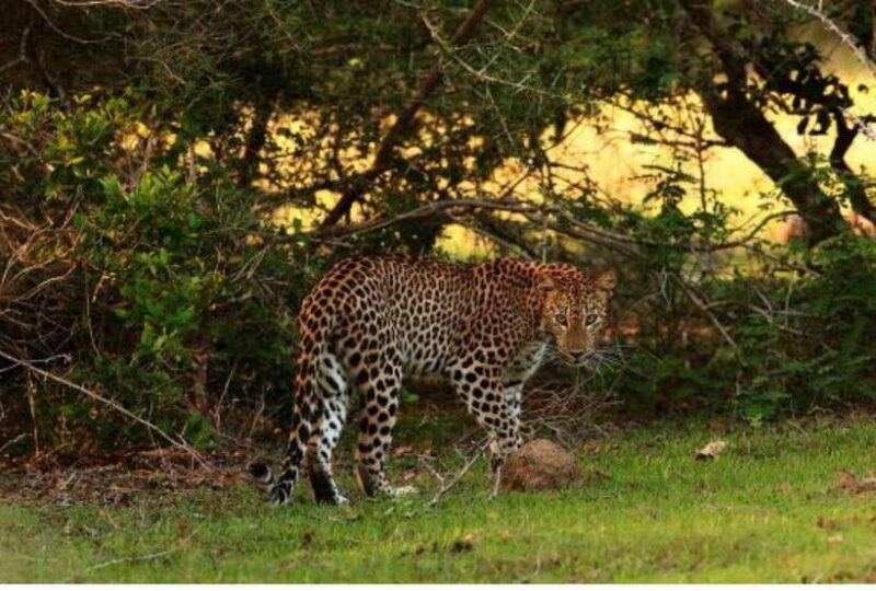 Anuradhapura: Morning or Evening Safari at Wilpattu -Private - What to Expect on Your Safari