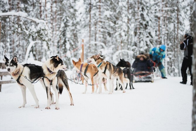 Arctic Circle Highlights Family Day - Exploring the Itinerary in Detail